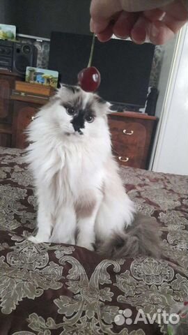 Ищем кота для вязки
