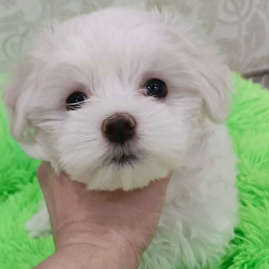 Мальтийская болонка девочка