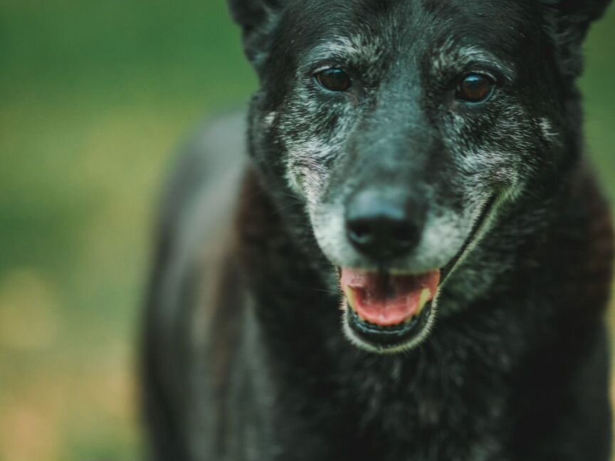 Мудрый Черныш в добрые руки