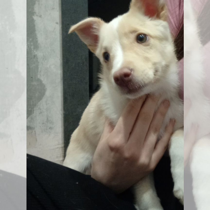 Щенок в добрые руки