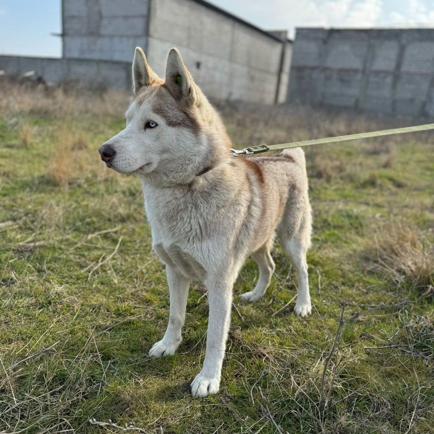 Хаски кабель в добрые руки