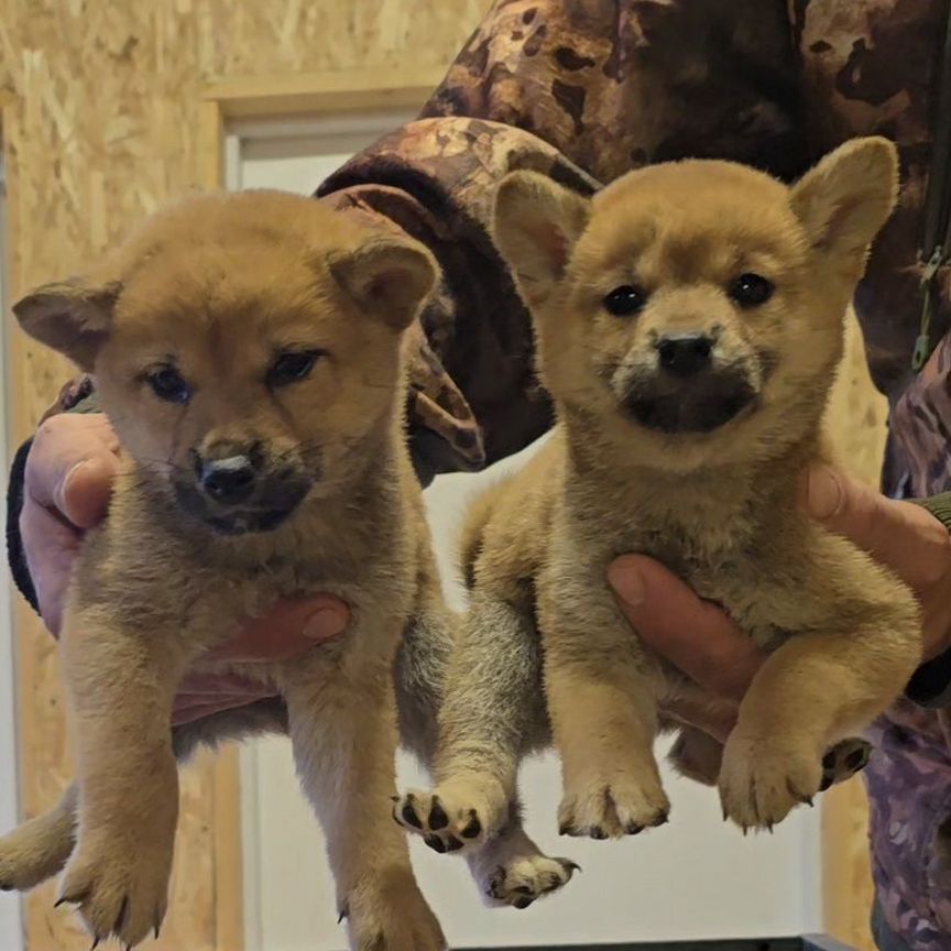 Сиба-ину, щенок