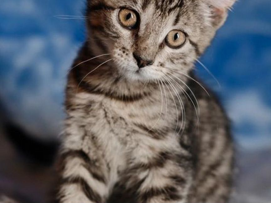 Котёнок ищет мампап