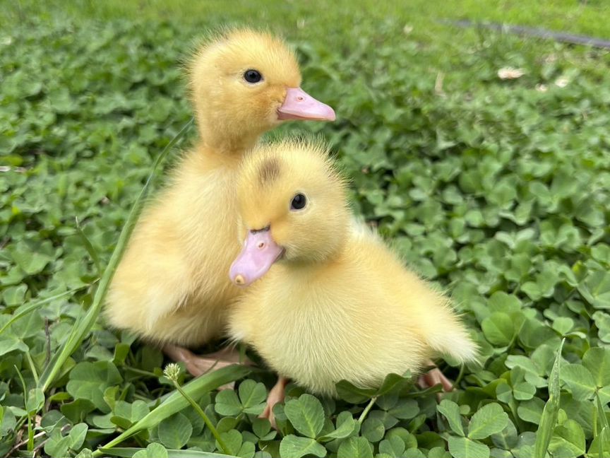 Утки муларды