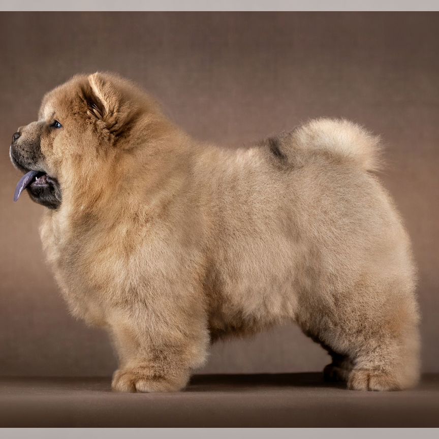 Чау-чау, щенок