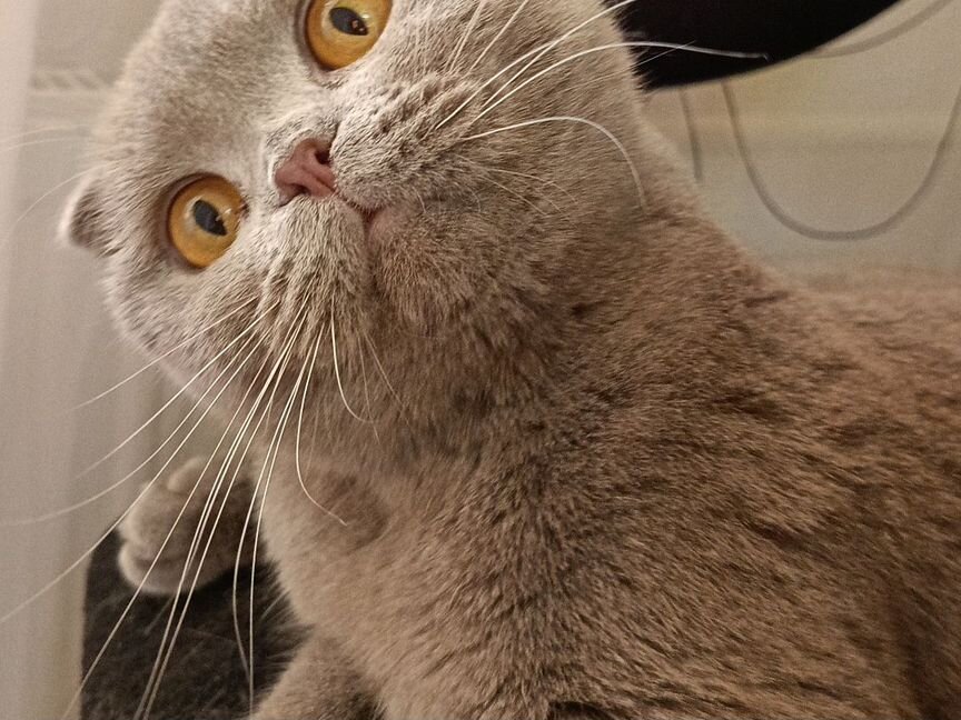 Ищем жениха, Шотландского страйка