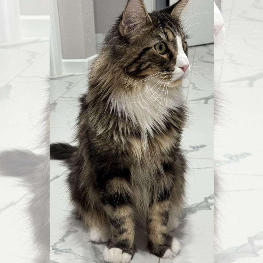 Мейн-кун, взрослый кот