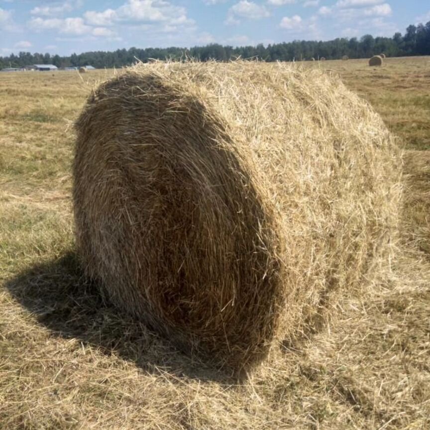Продам сено в рулонах