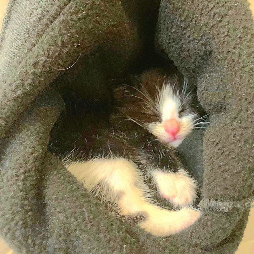 Котятки