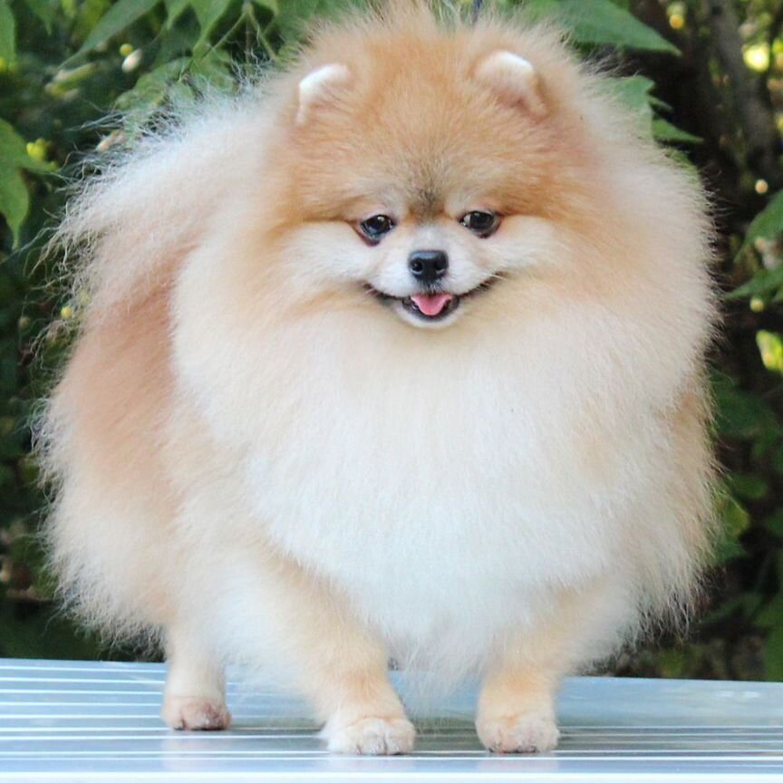 Померанский шпиц, вязка