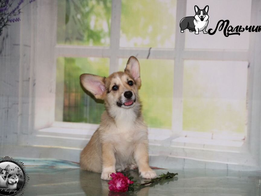 Мальчик вельш корги пемброк