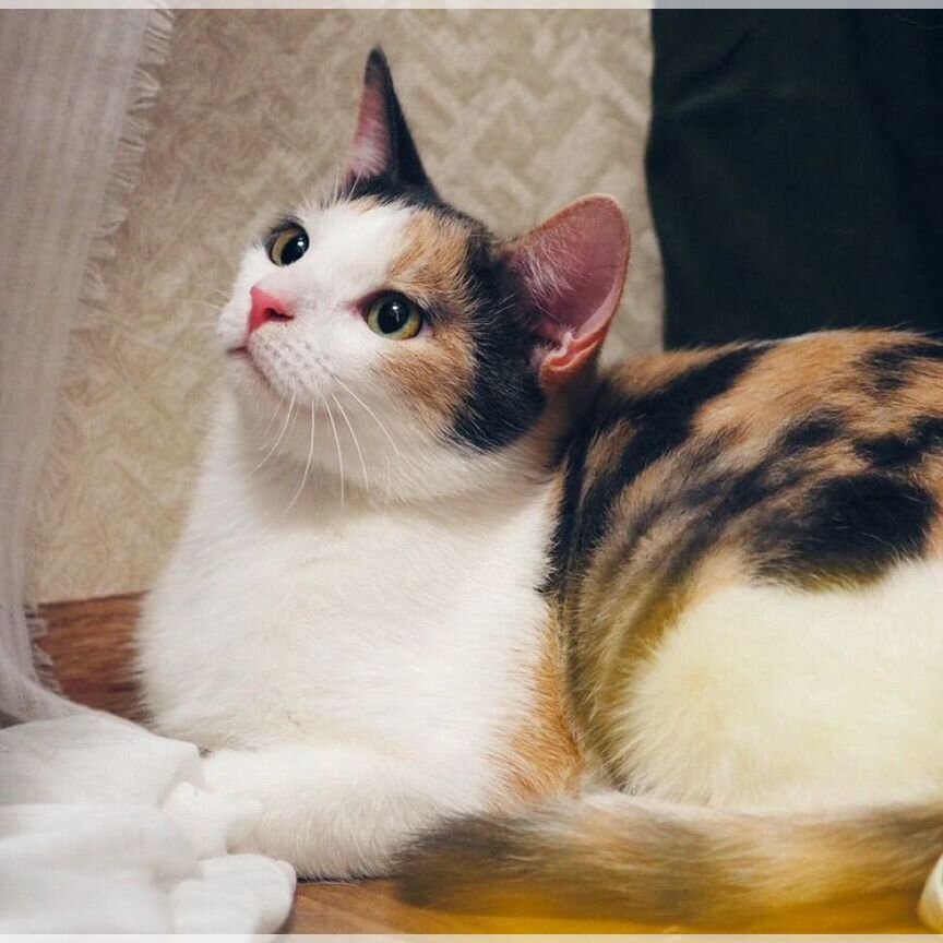 Котенок невероятной красоты