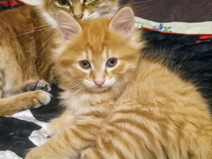 Котенок курильский бобтейл