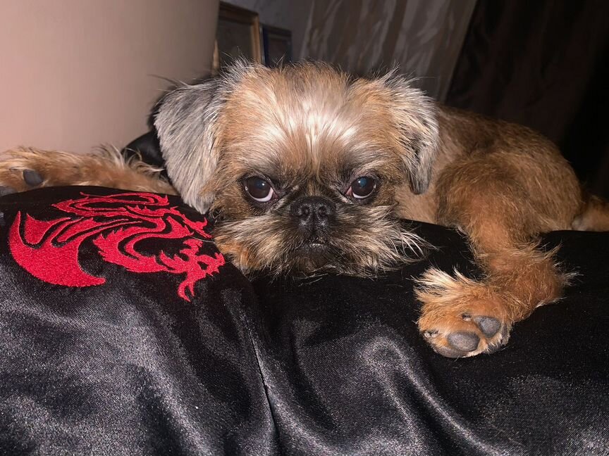 Брюссельский гриффон вязка