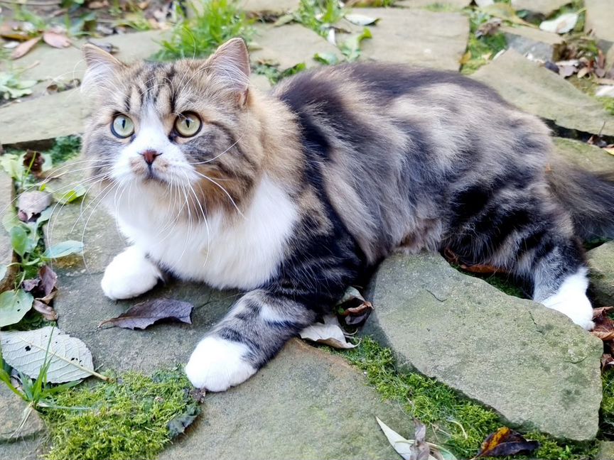 Скоттиш страйт