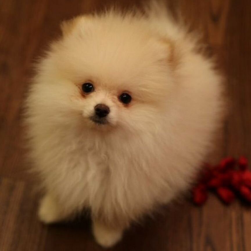 Померанский шпиц, щенок