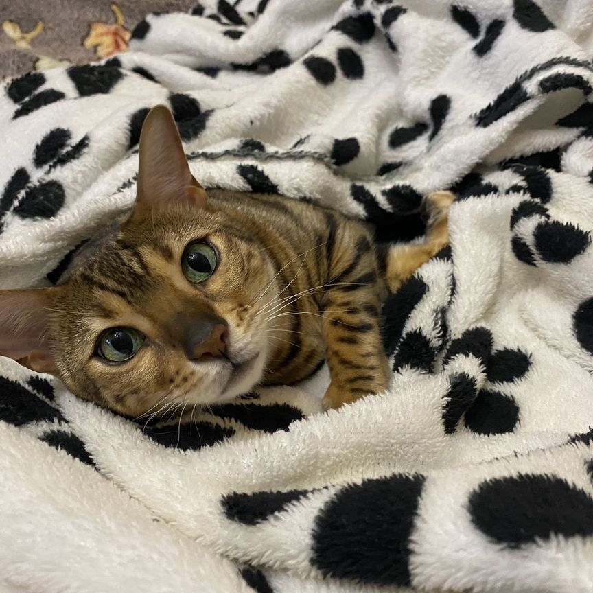 Бенгальская кошка в добрые руки