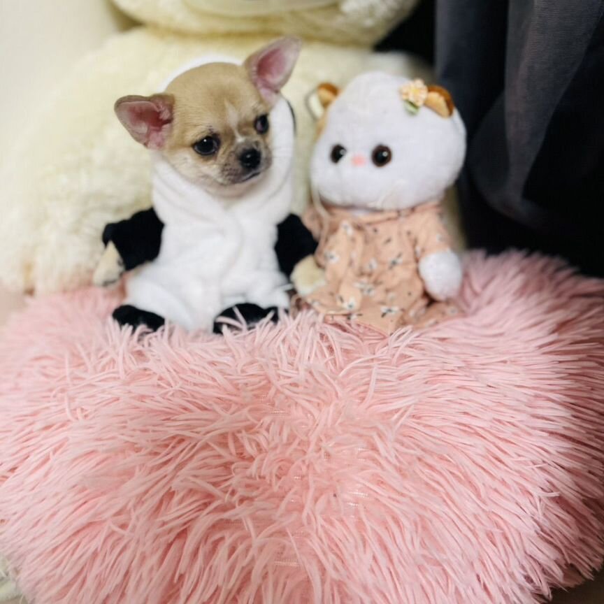 Щенки чихуахуа мальчик