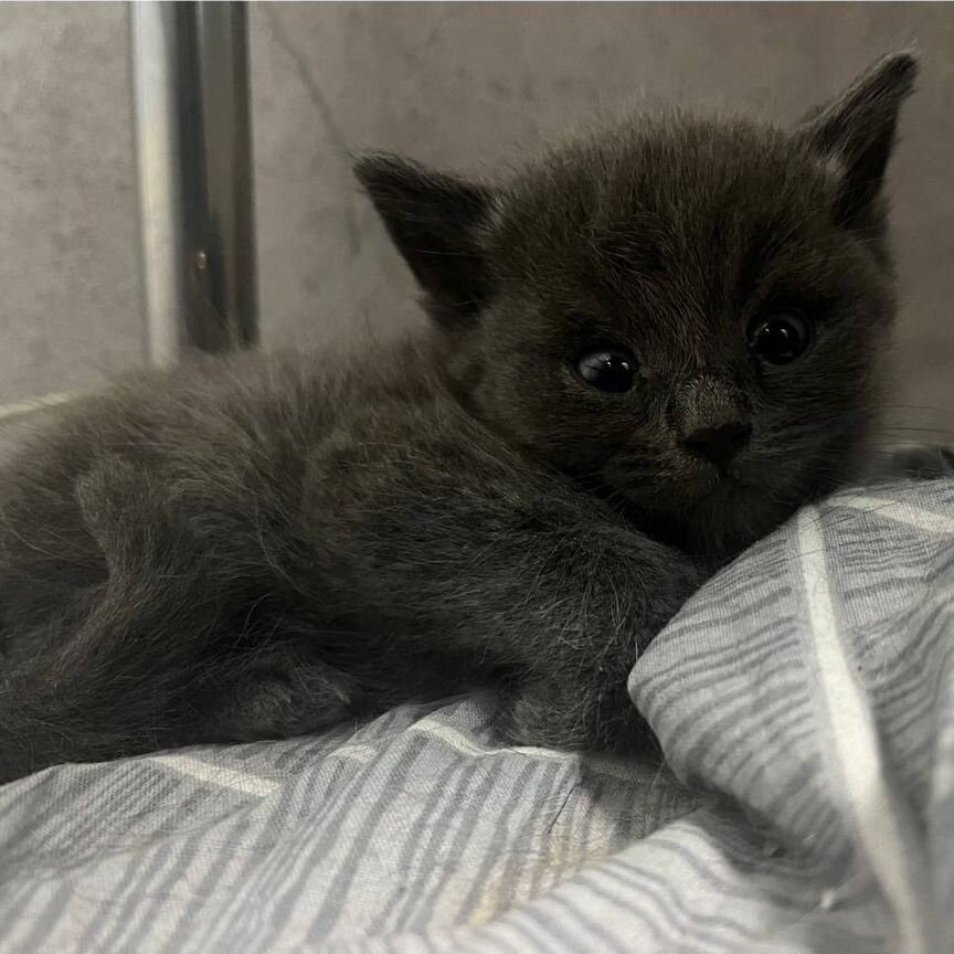 Отдам милых котят, 2 месяца, девочка и мальчик