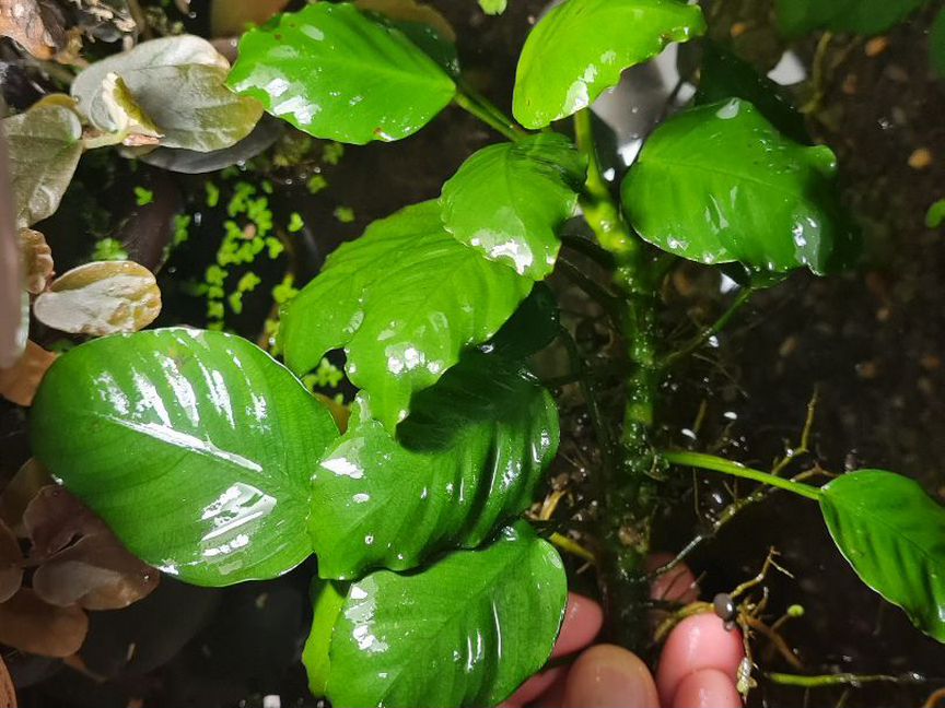 Аквариумные растения. Цена за всех