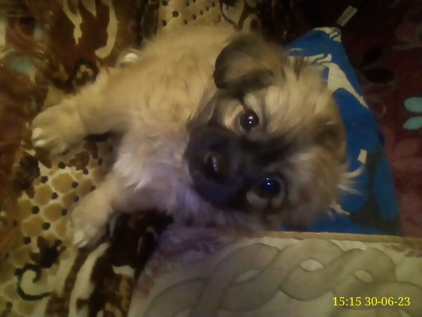 Продам щенков Пекинес