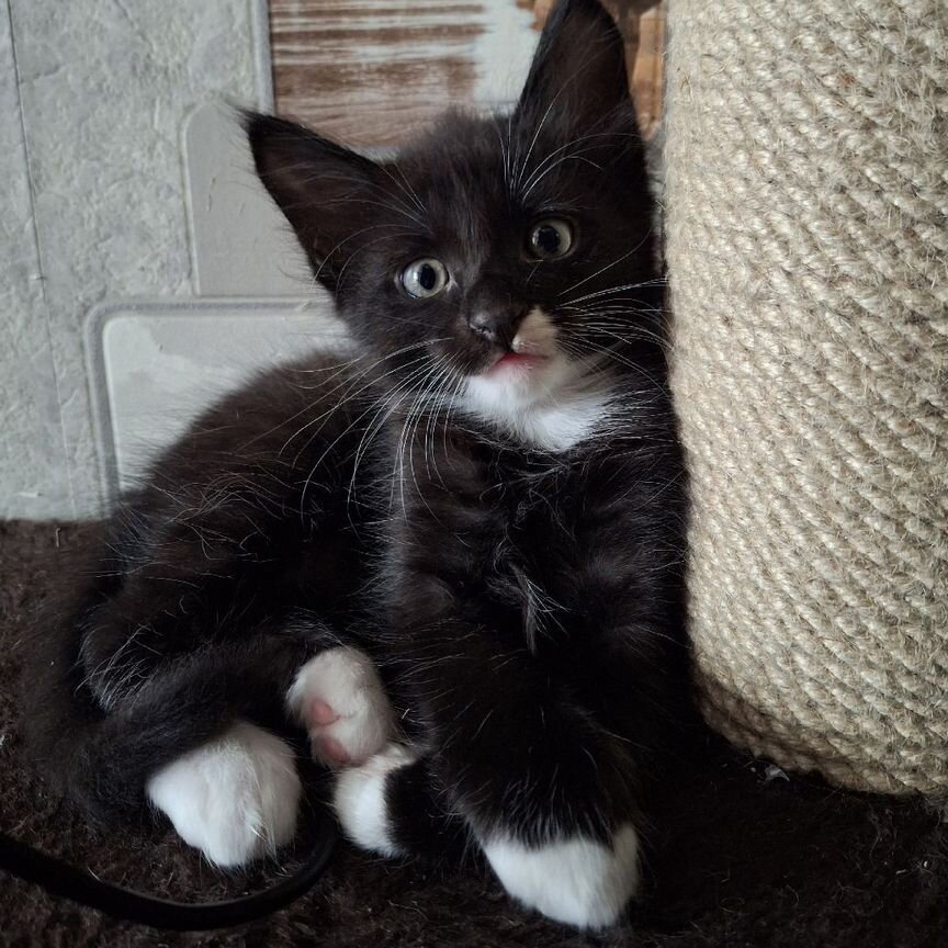 Котёнок в добрые руки