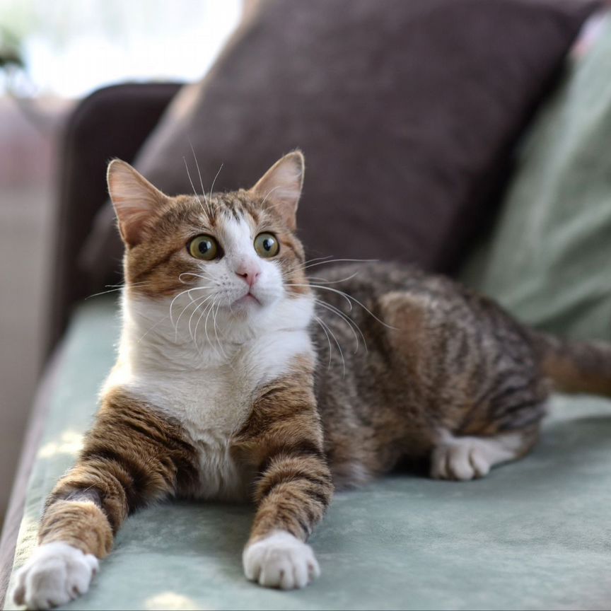 Взрослый кот в добрые руки