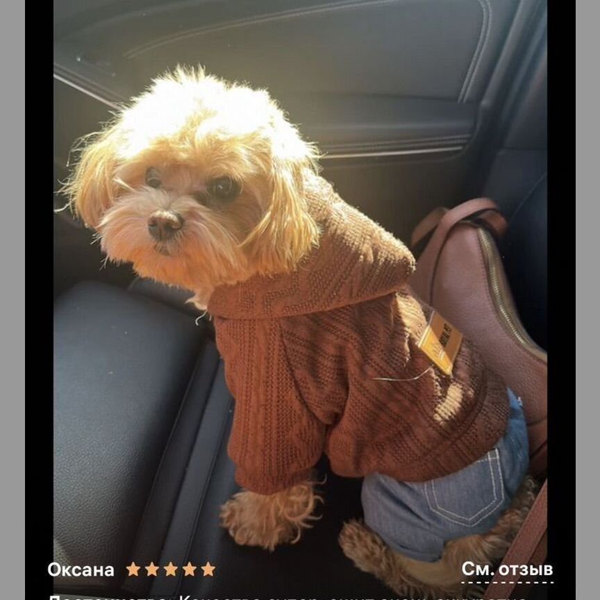 Одежда для собак