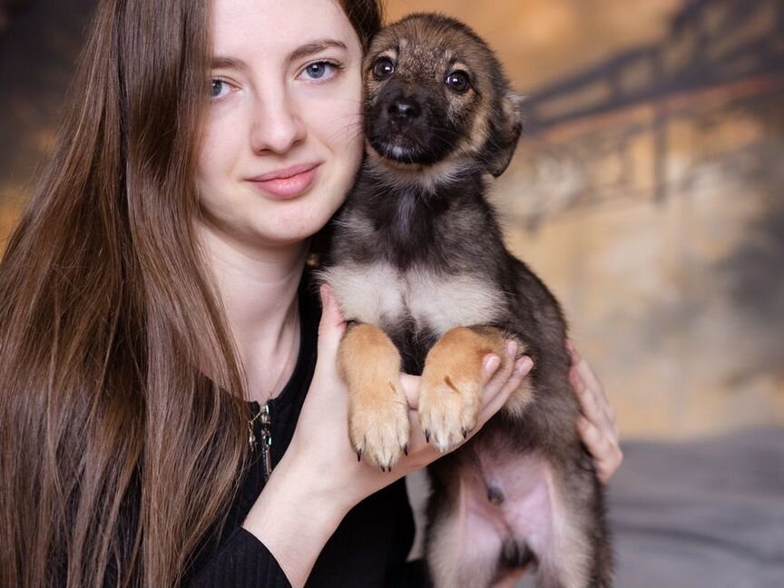 Щенок маленькой собаки, коротколапик, в дар