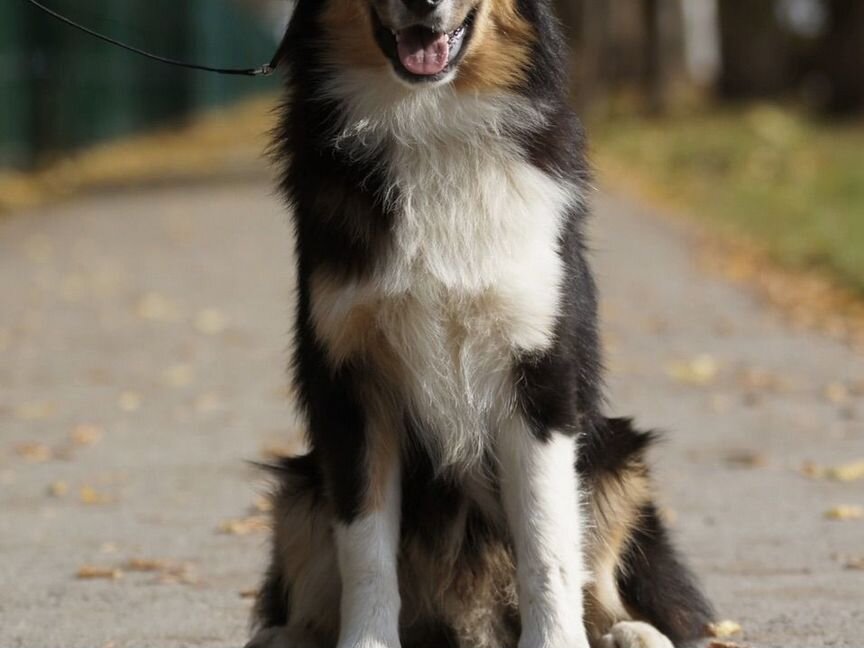 Австралийская овчарка