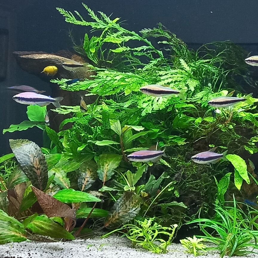 Тетра керри