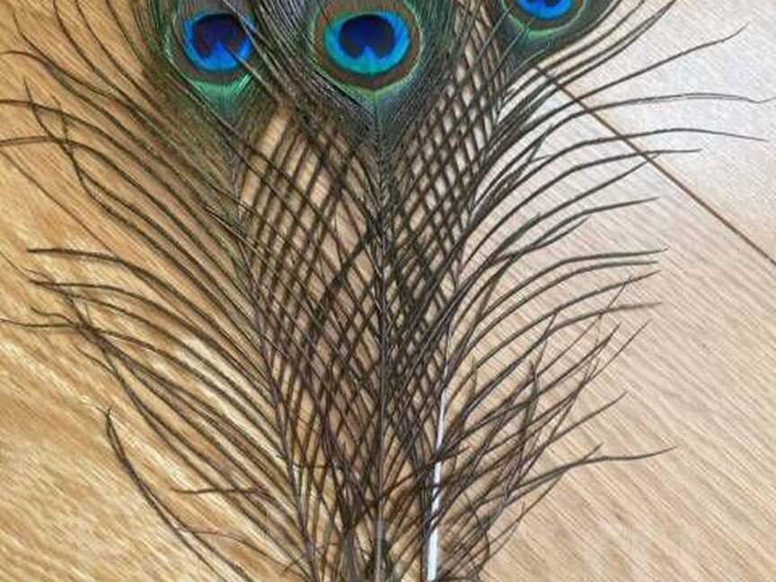 Перо павлина