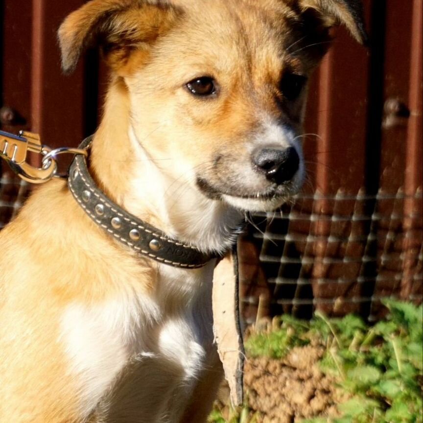 Щенок в добрые руки бесплатно