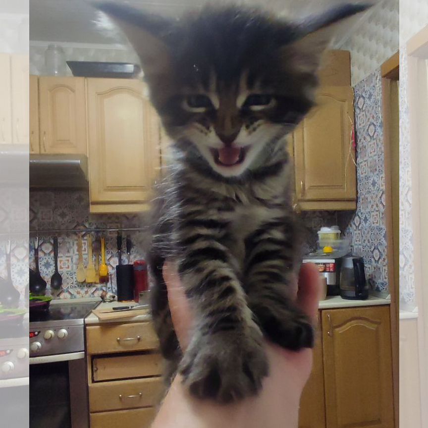 Котята мэйн кун