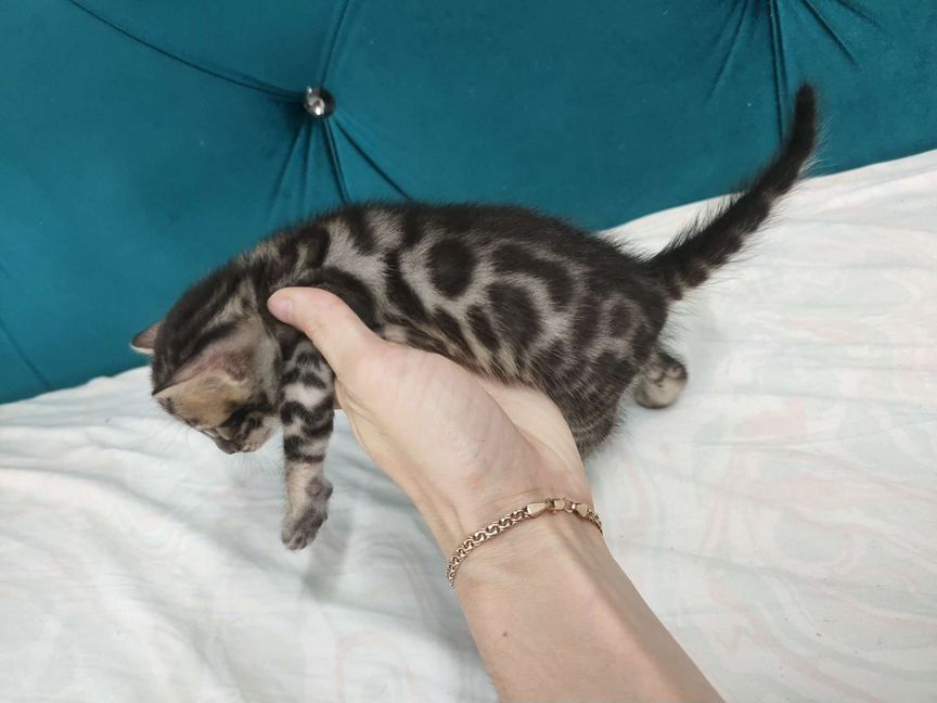Бенгальские котята