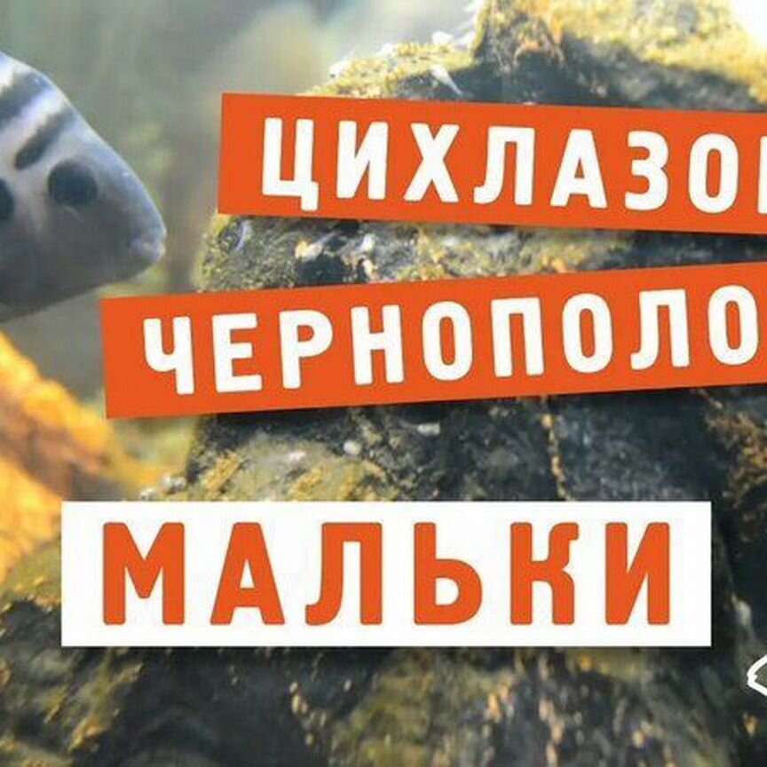 Цихлиды чернополосые