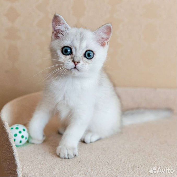 Шотландский котёнок красавчик