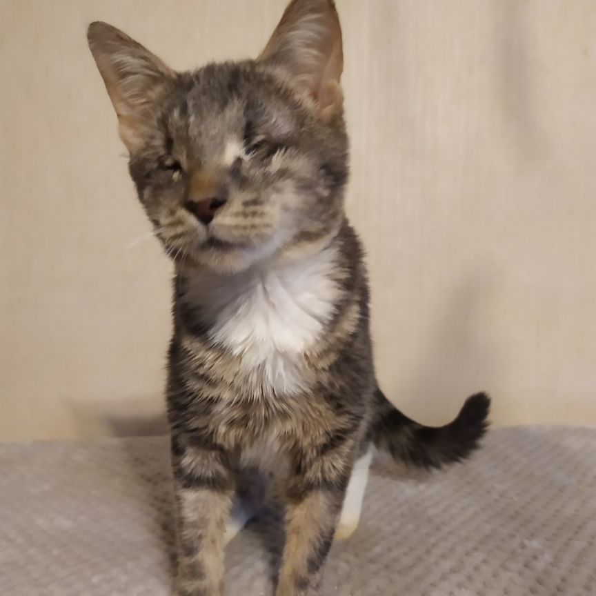 Малышка без глаз ищет хозяев