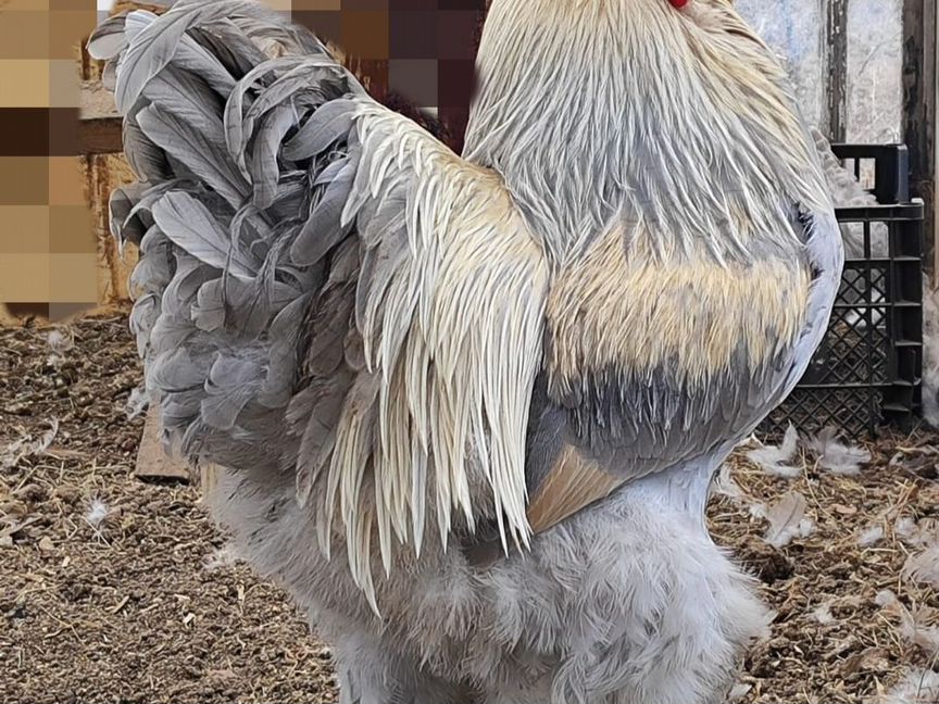 Инкубационное яйцо брама