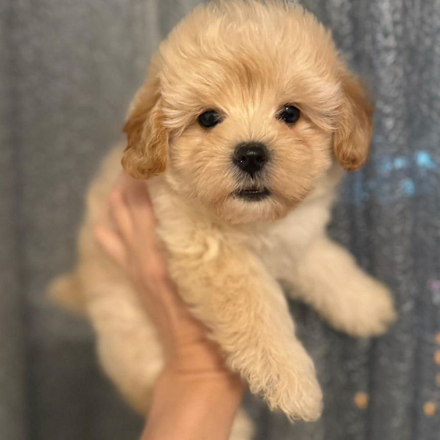 Мальтипу, щенок