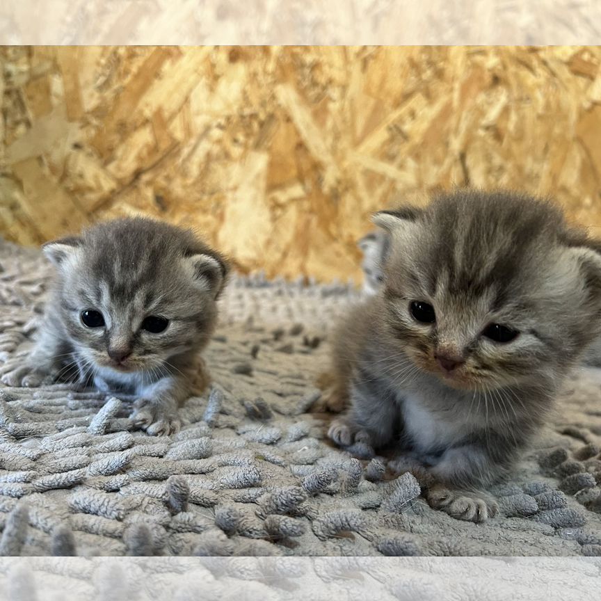 Шотландские котята
