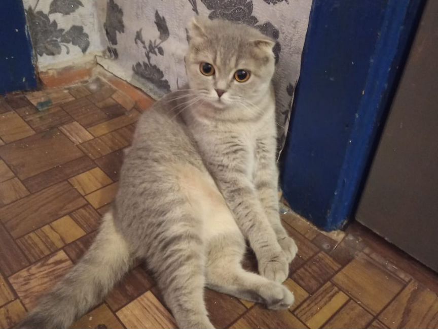 Шотландская вислоухая кошечка бесплатно