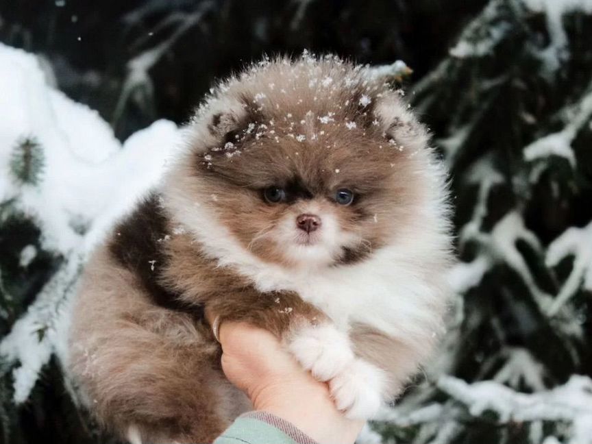 Мальчик мерле