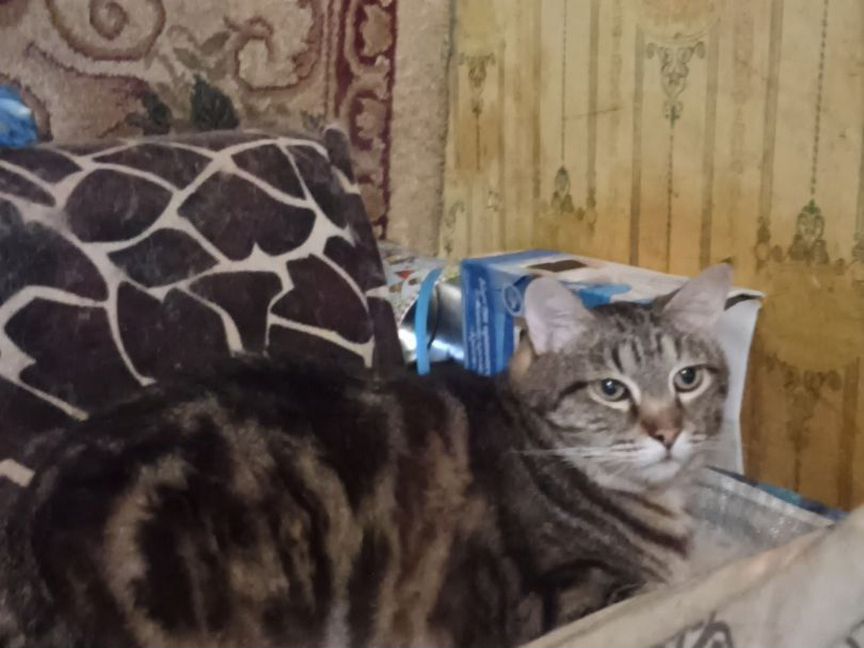 Котик в добрые руки, он в беде