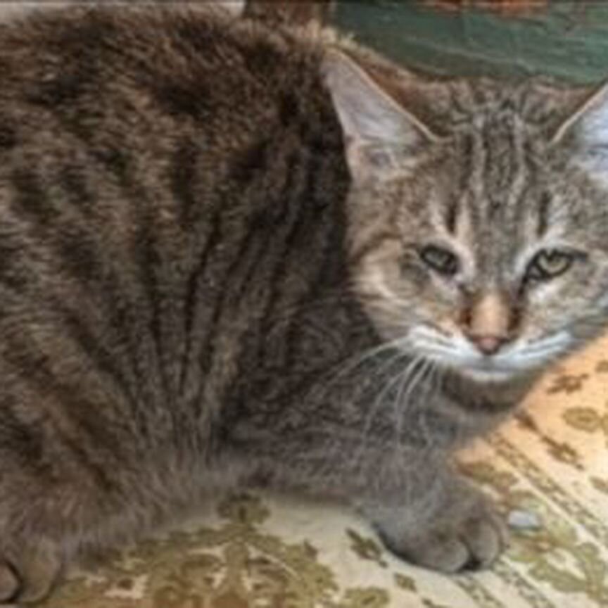 Кошечка в добрые руки