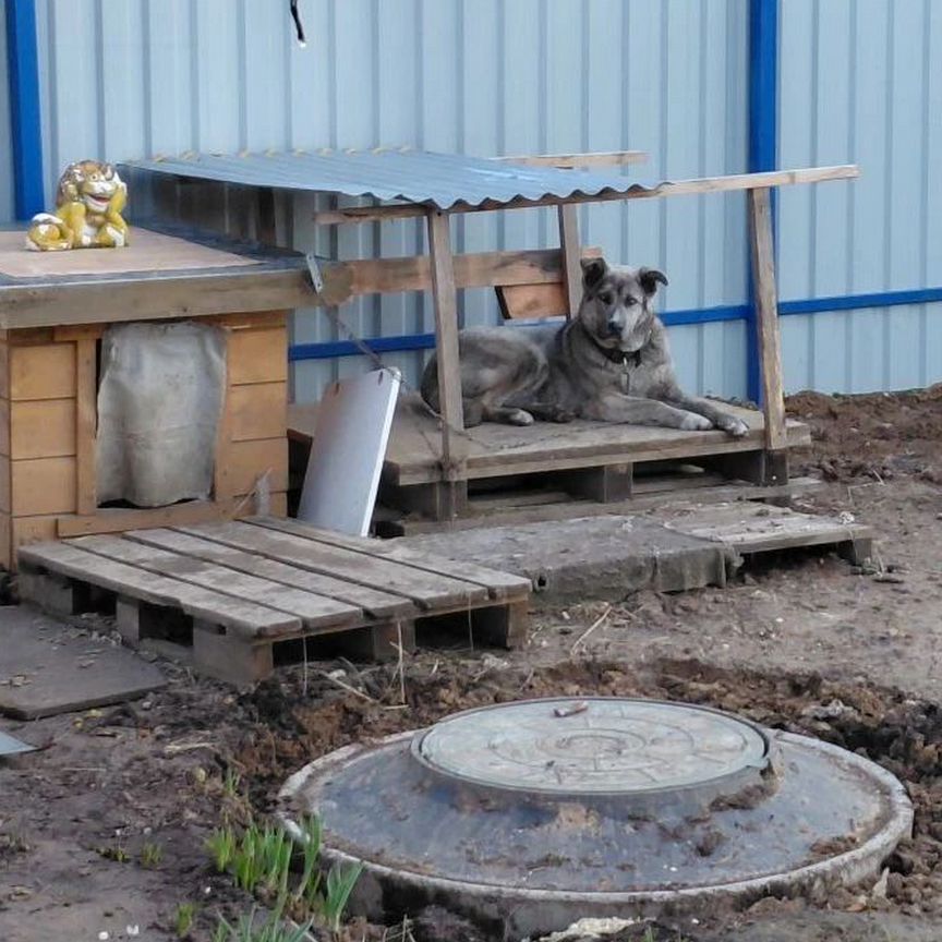 Взрослая собака в добрые руки