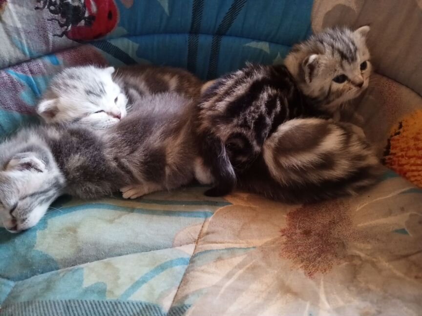 Кошки породистые