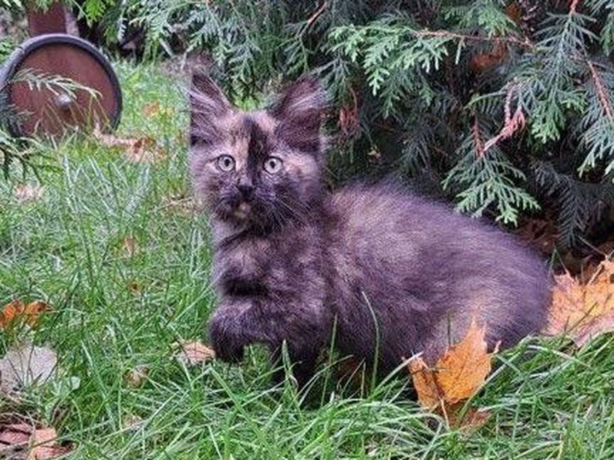 Котенок "Мисс грация"