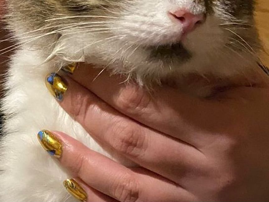 Отдам котика-подростка