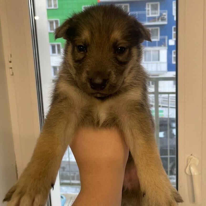 Сибирский хаски, щенок